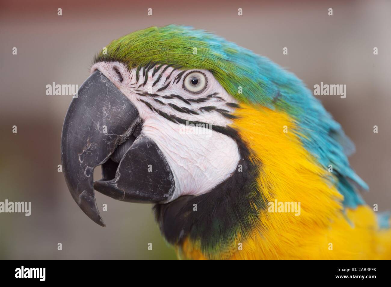 BLUE AND YELLOW MACAW. Ara ararauna. Head face and bill detail. Close ...