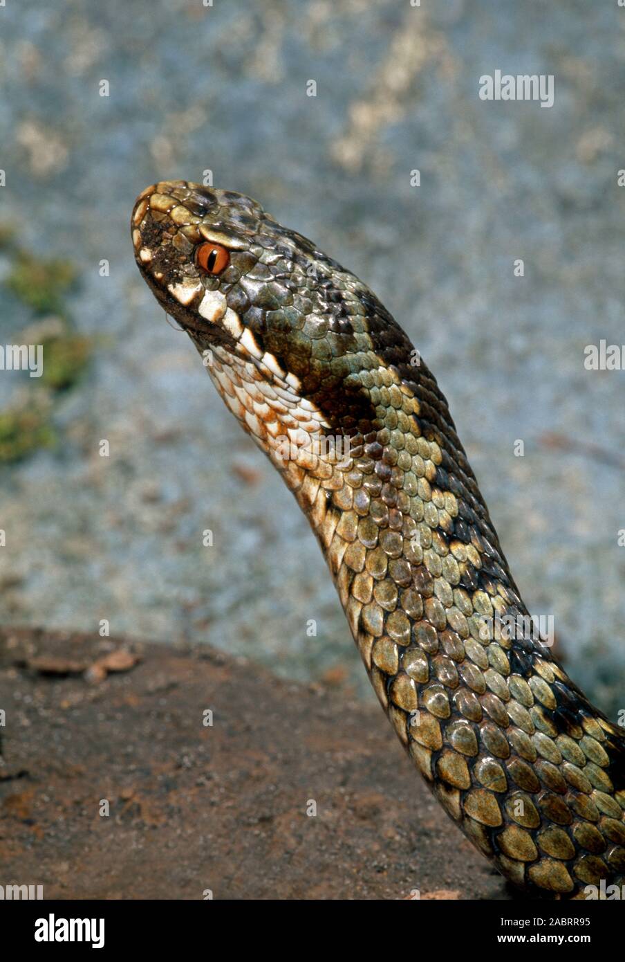 Identification markings hi-res stock photography and images - Alamy