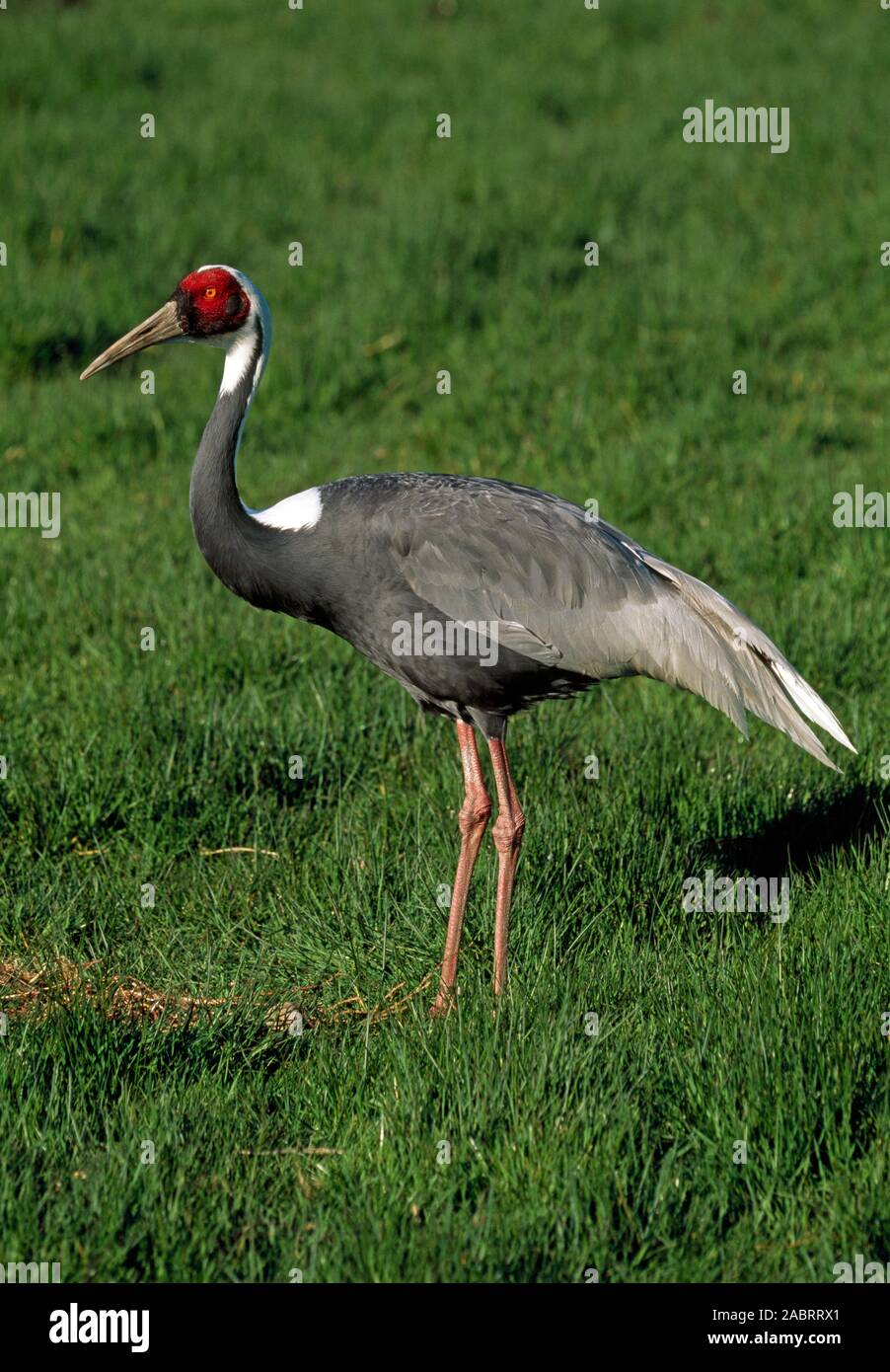 Naped crane hi-res stock photography and images - Alamy