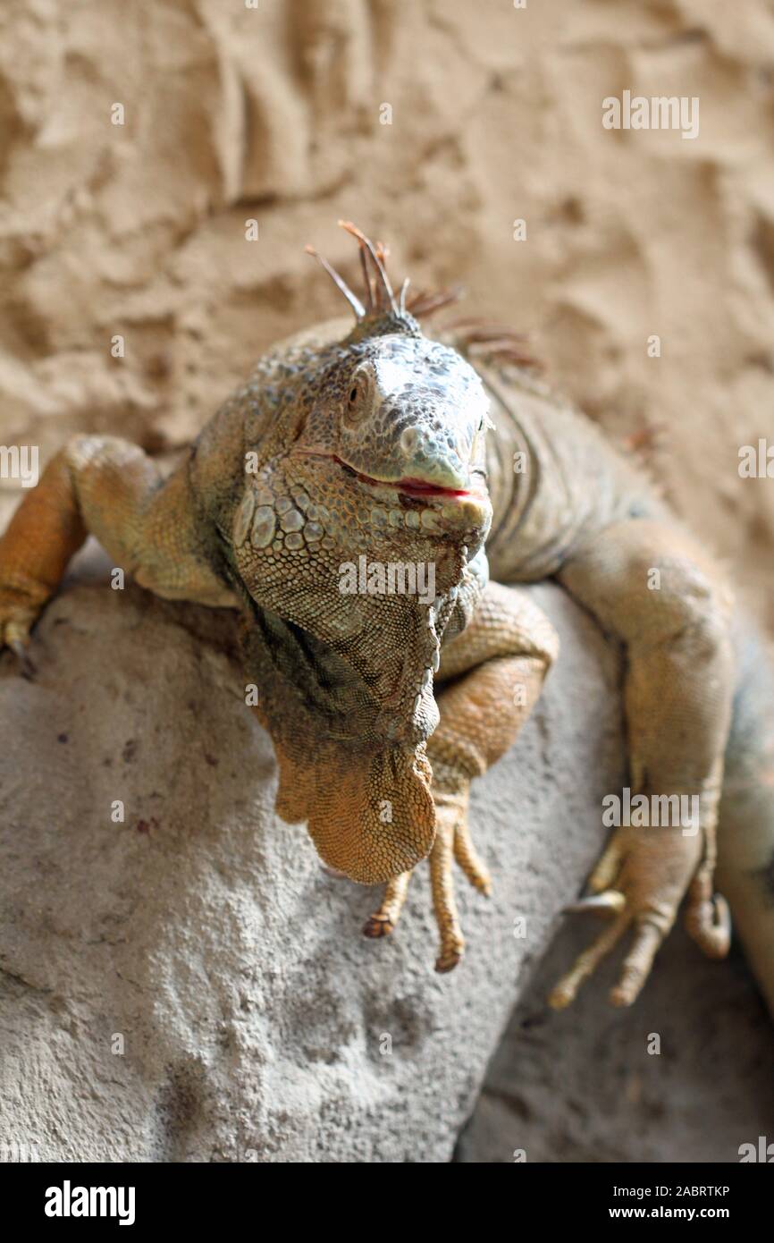 Iguanina hi-res stock photography and images - Alamy