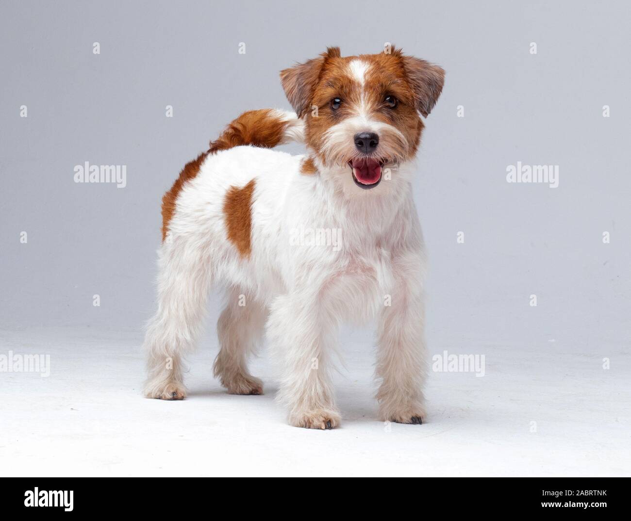 Jack Russell Terrier Puppy Close Up On White Background, Copy Space ...