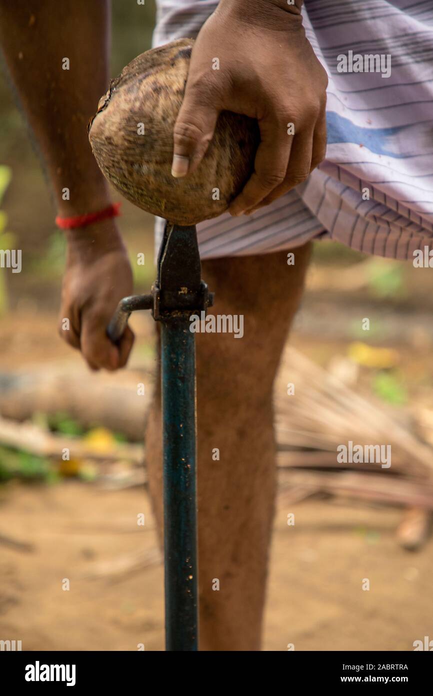 Man open coconut shell by old knife, India style Stock Photo - Alamy