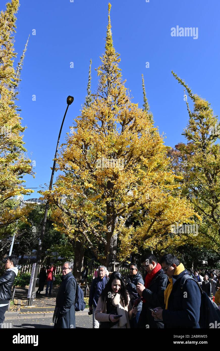 Tokyo, Japan. 29th Nov, 2019. The leaves of Ginkgo trees turn brilliant ...