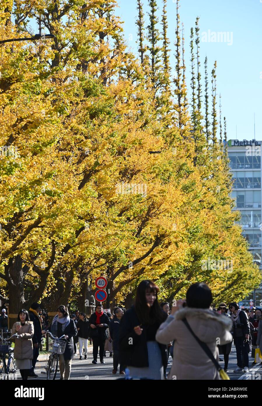Tokyo, Japan. 29th Nov, 2019. The leaves of Ginkgo trees turn brilliant ...