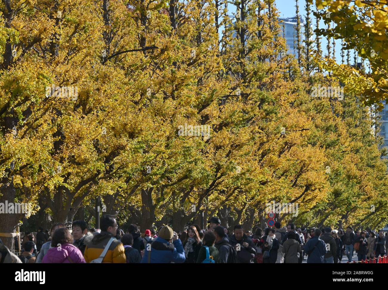 Tokyo, Japan. 29th Nov, 2019. The leaves of Ginkgo trees turn brilliant ...