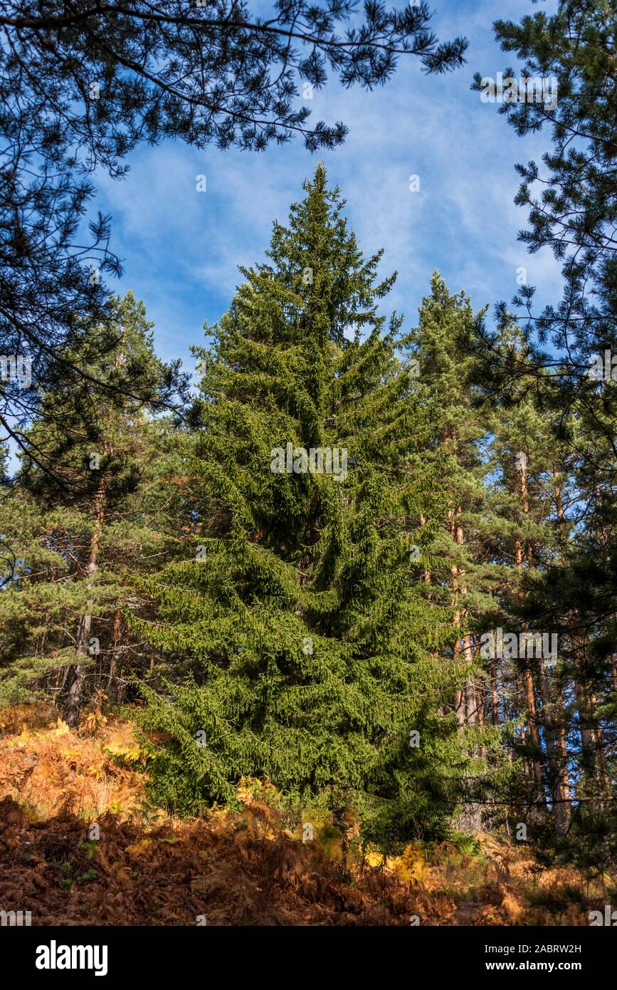 Coniferous spruce trees hi-res stock photography and images - Alamy