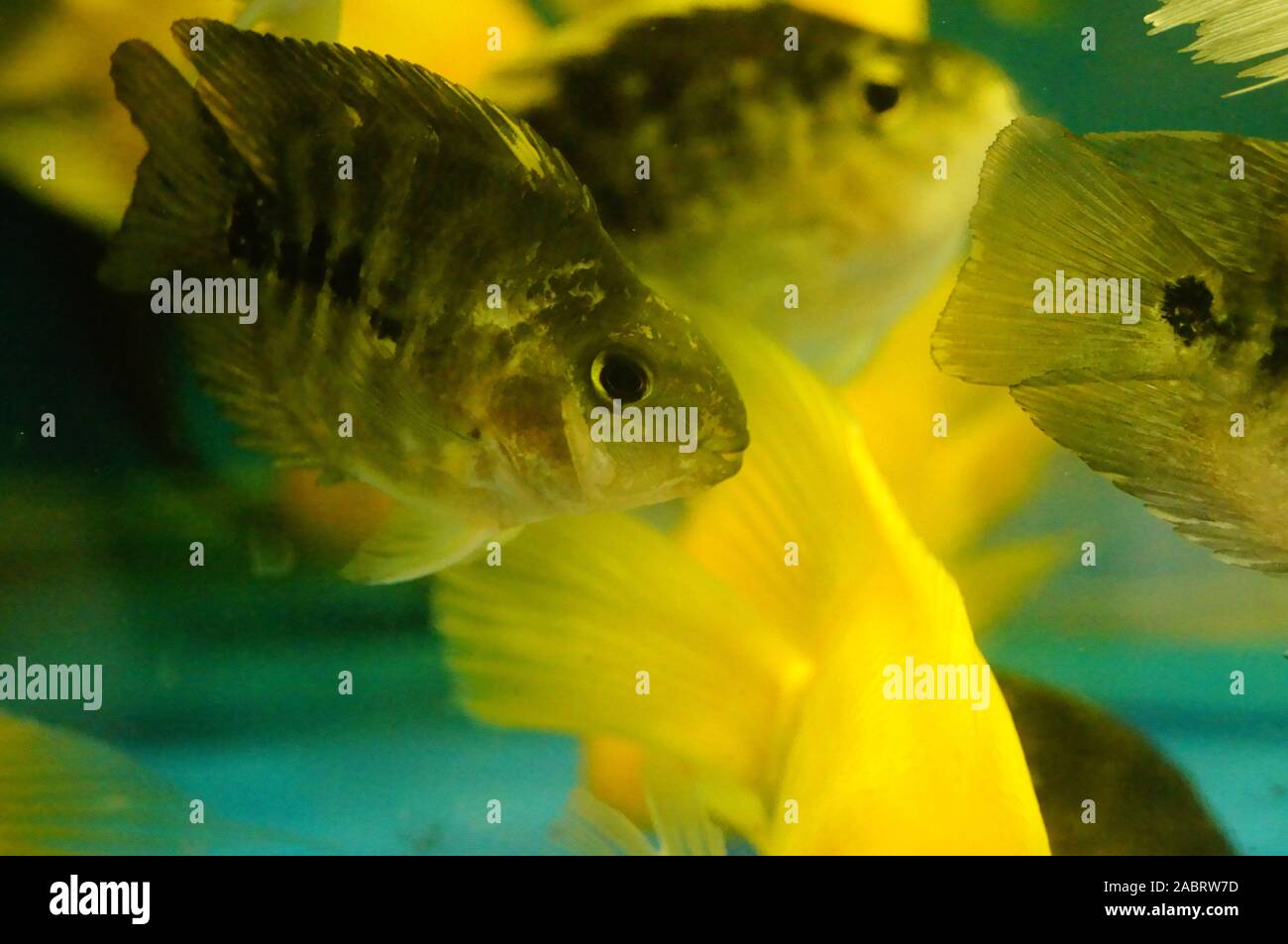Ornamental goldfish hi-res stock photography and images - Alamy