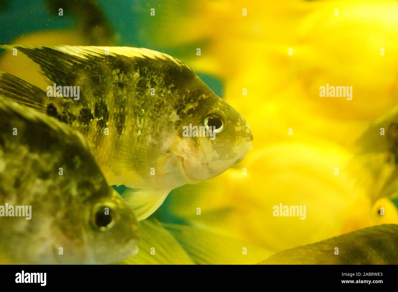 Ornamental goldfish hi-res stock photography and images - Alamy