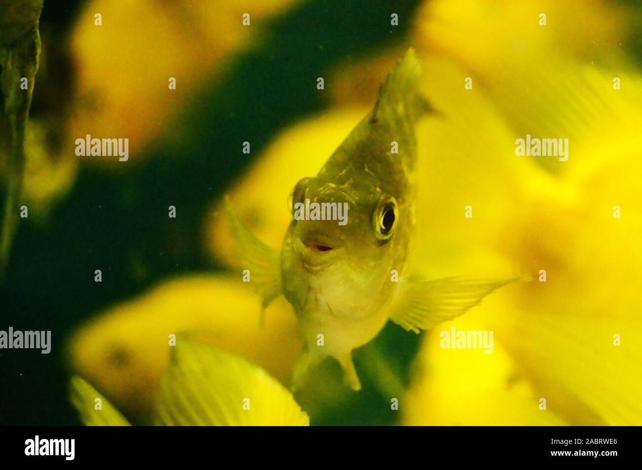 Ornamental goldfish hi-res stock photography and images - Alamy