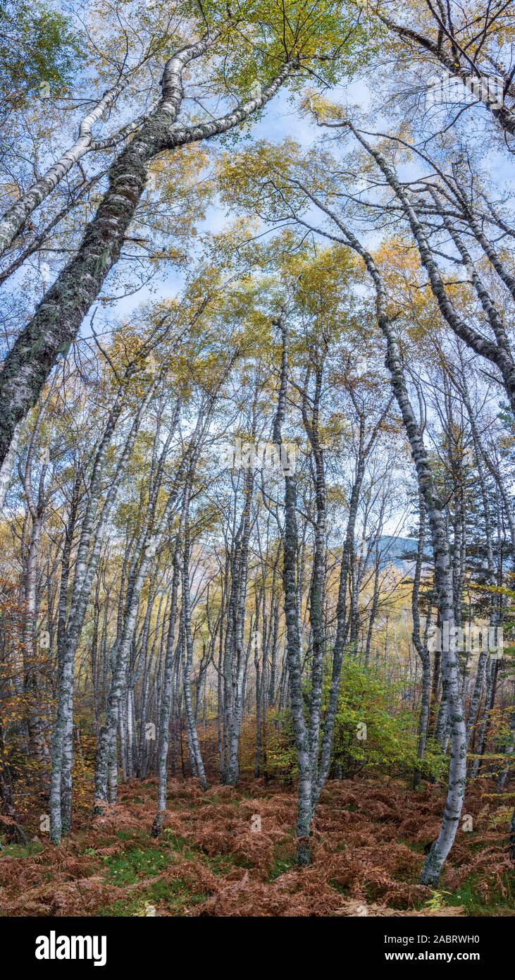 Tall birch hi-res stock photography and images - Alamy