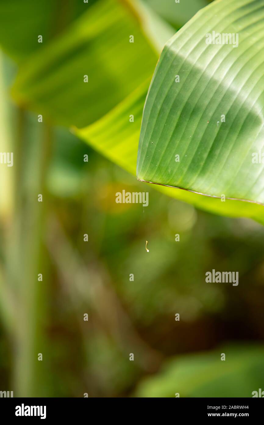 Closeup banana tree in the garden, Nature background Stock Photo - Alamy