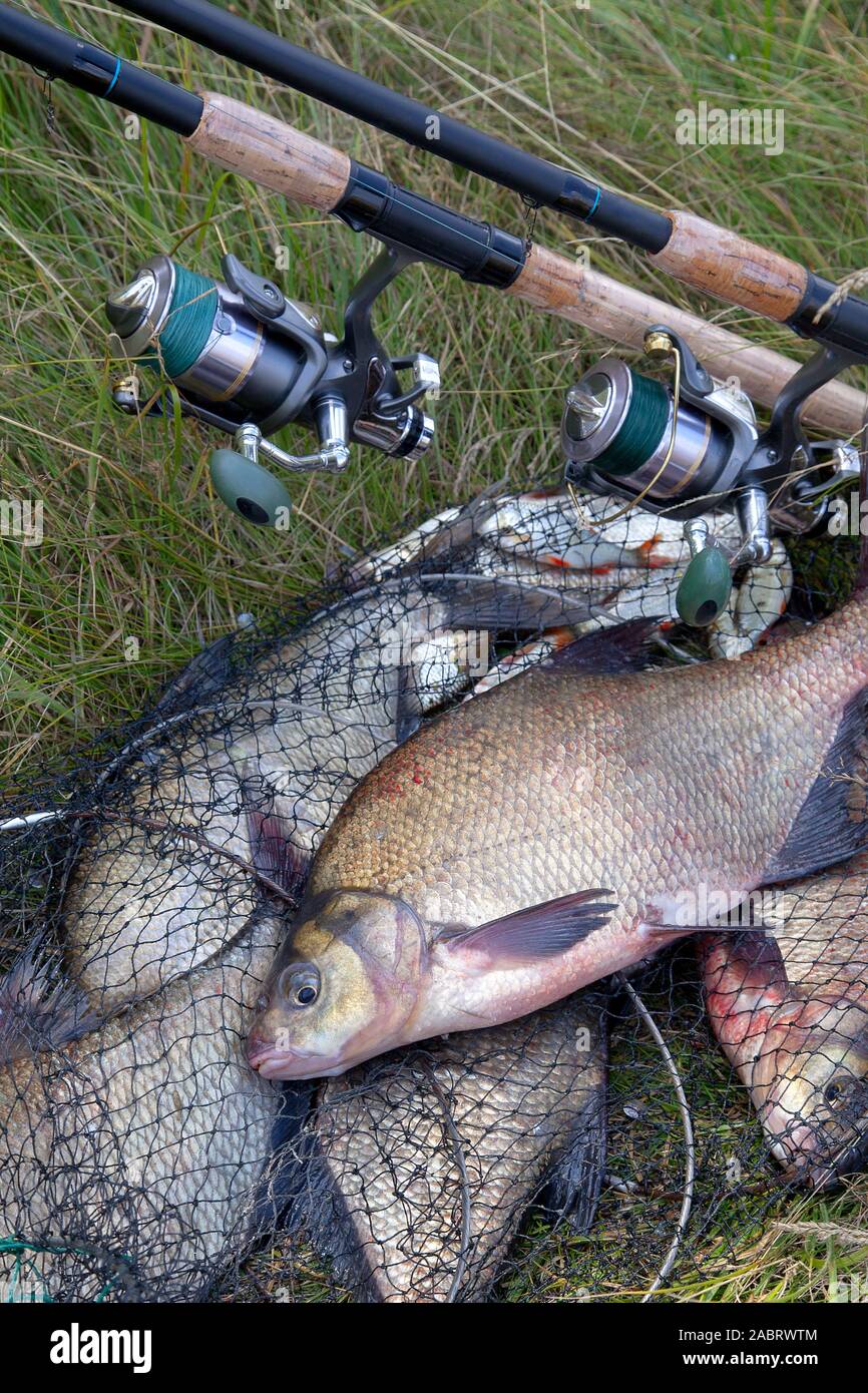 Good catch. Close up view of just taken from the water big freshwater ...