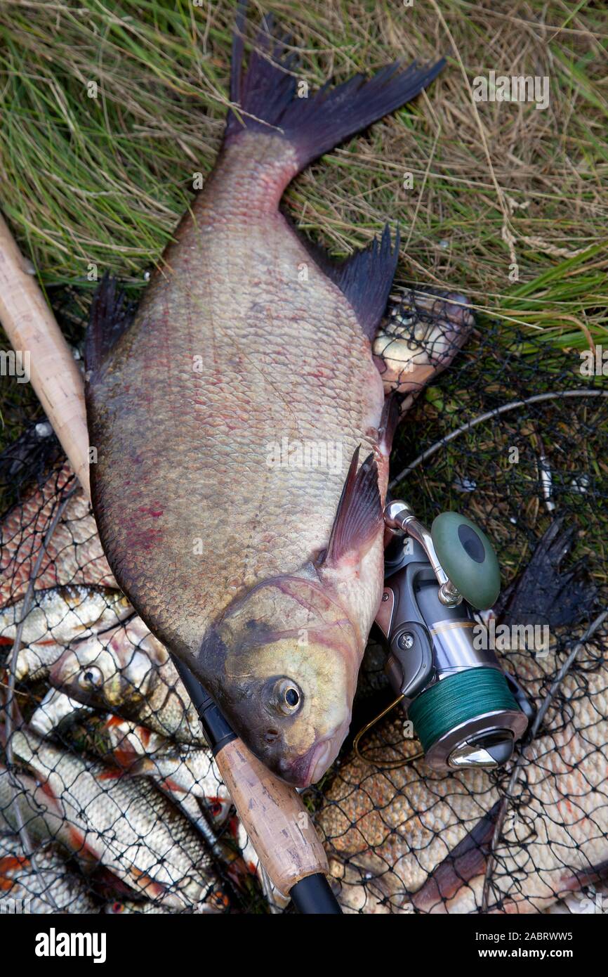 Good catch. Close up view of just taken from the water big freshwater ...