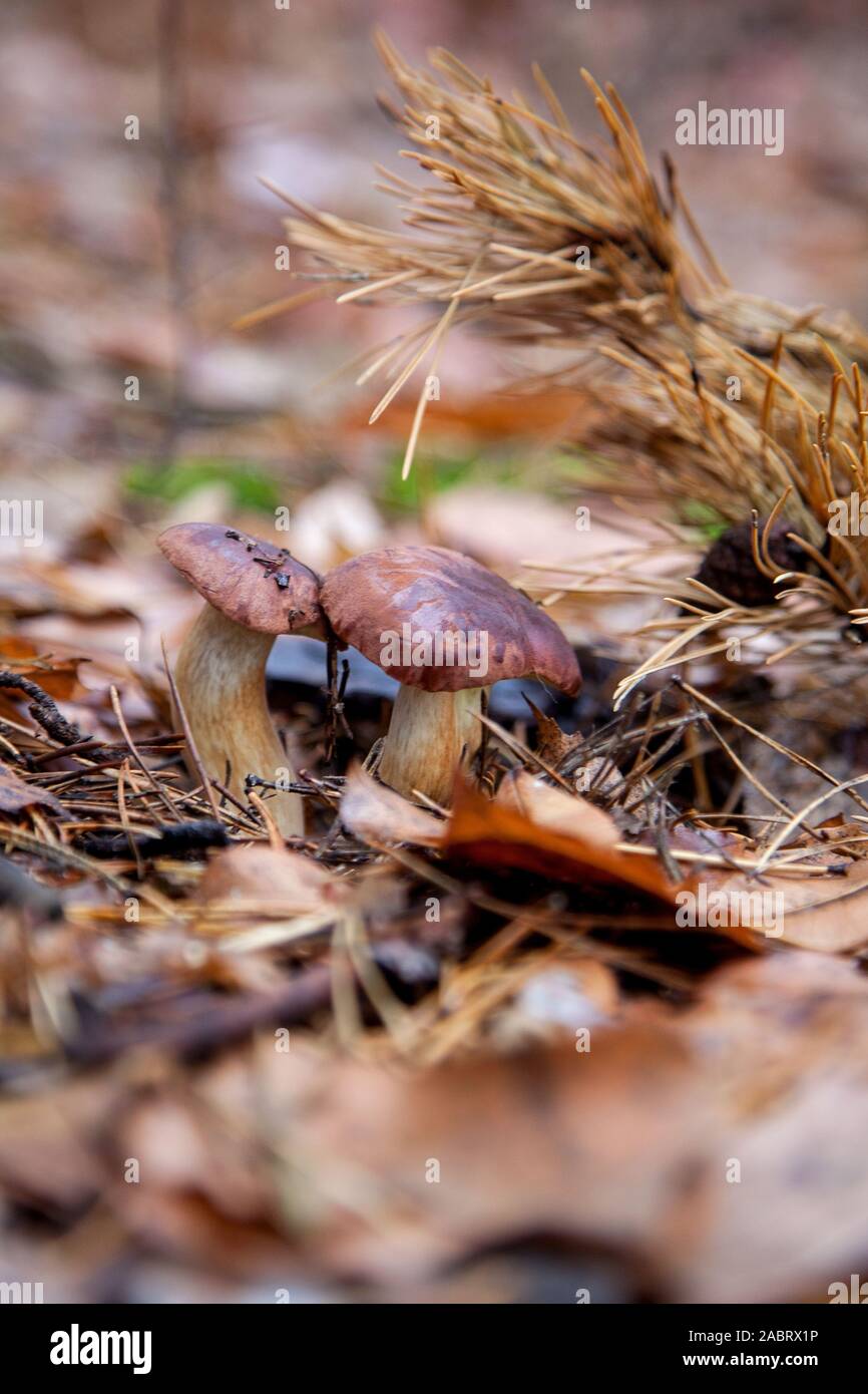 Velvet bolete or variegated bolete hi-res stock photography and images ...
