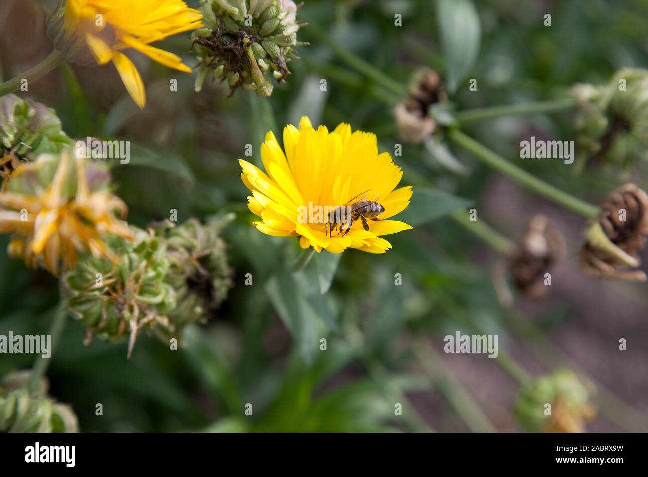 Yellow marigold flowers and small working bee on the blurred background ...