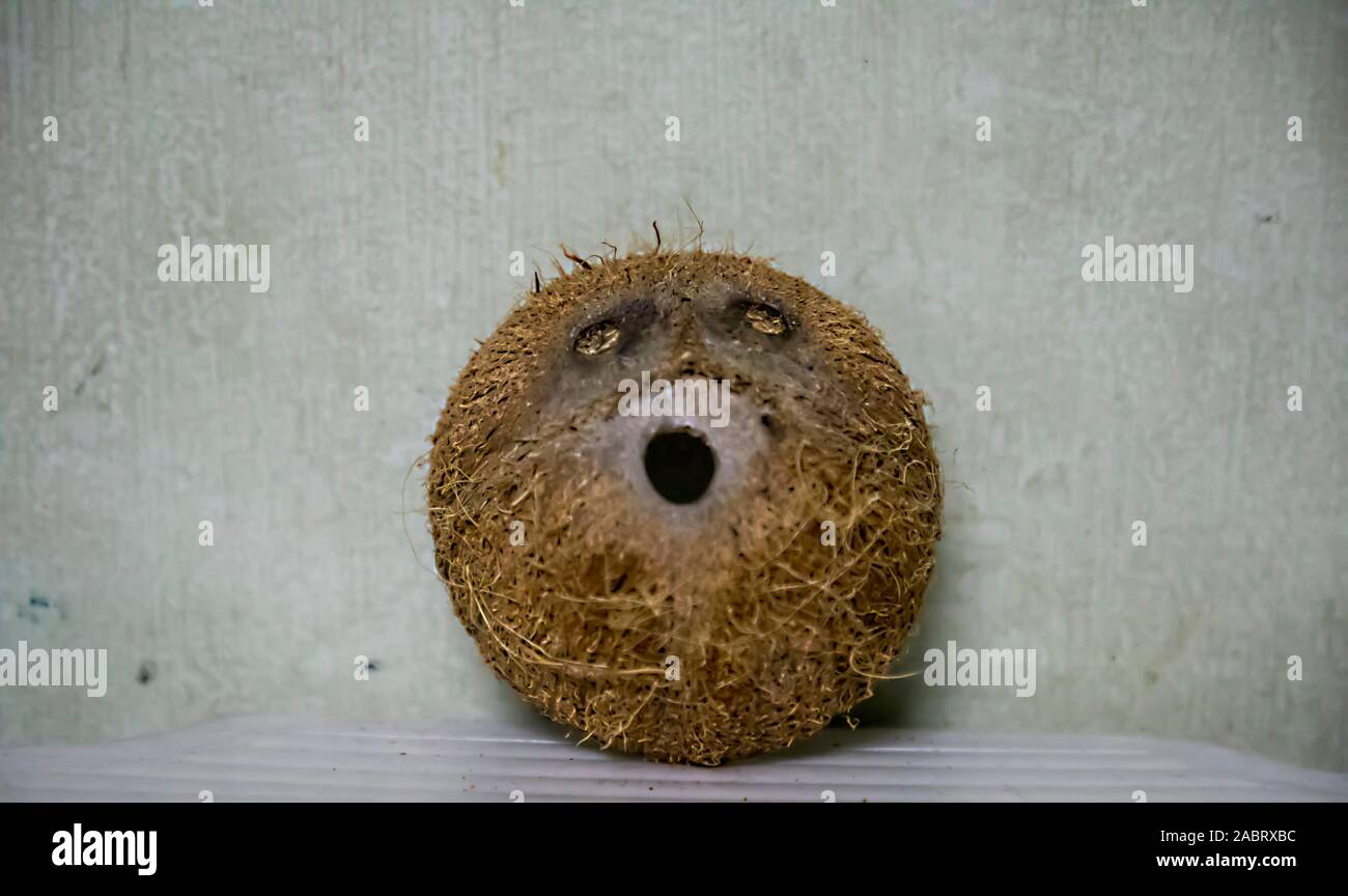 coconut fruit shell cut in half isolated Stock Photo - Alamy