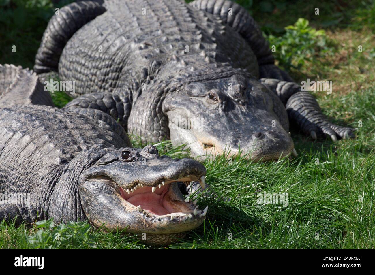 Bull alligators hi-res stock photography and images - Alamy