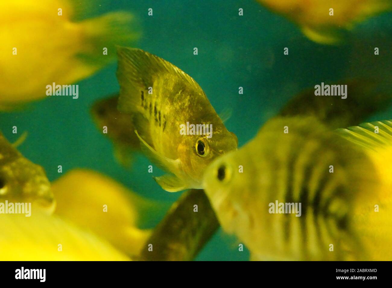 Ornamental goldfish hi-res stock photography and images - Alamy