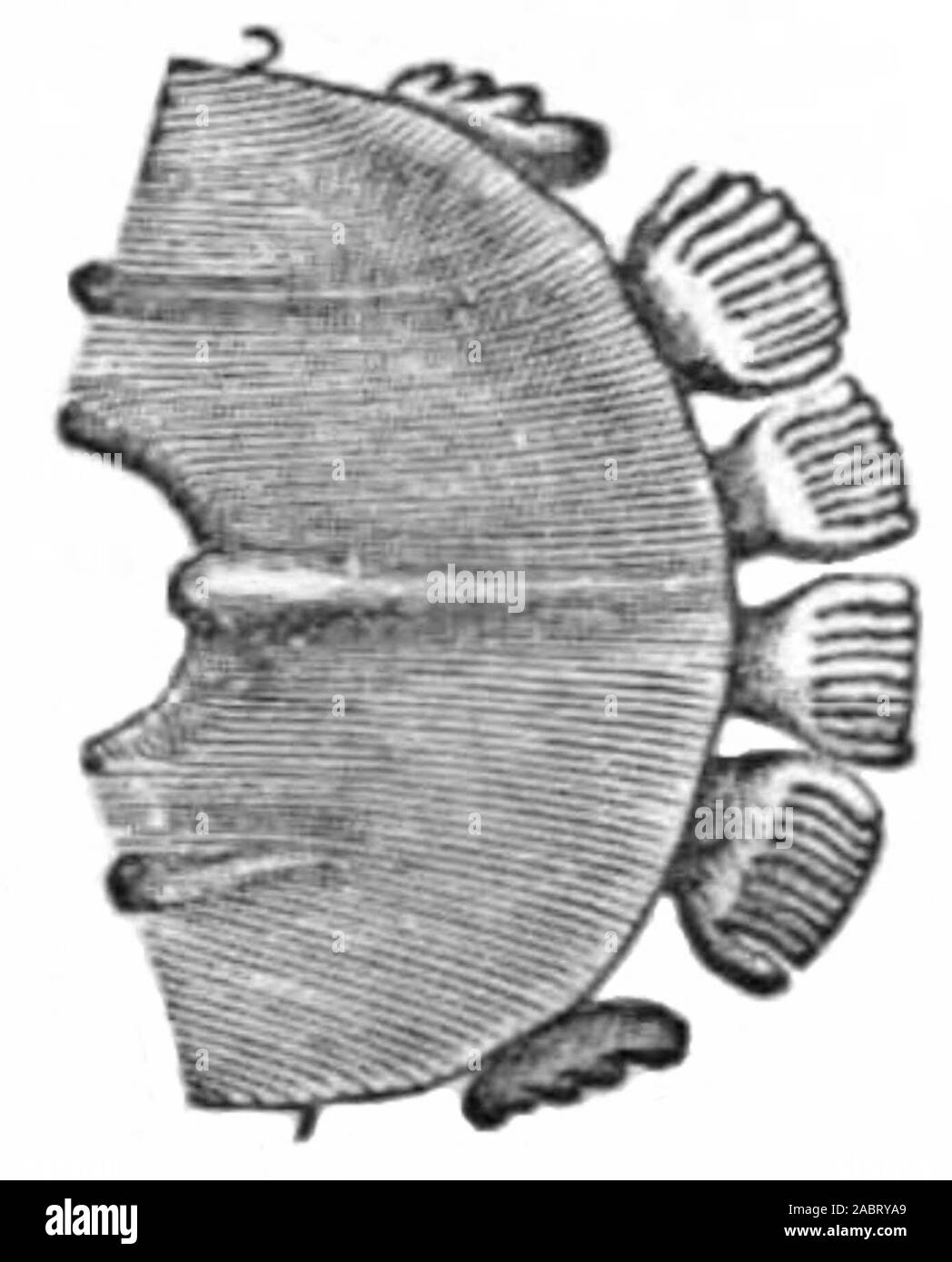 Illustration of a colugo toothcomb Stock Photo - Alamy