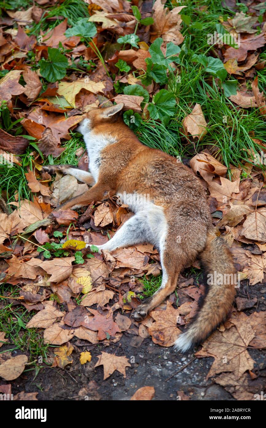 Dead Fox in Park , London UK Stock Photo - Alamy