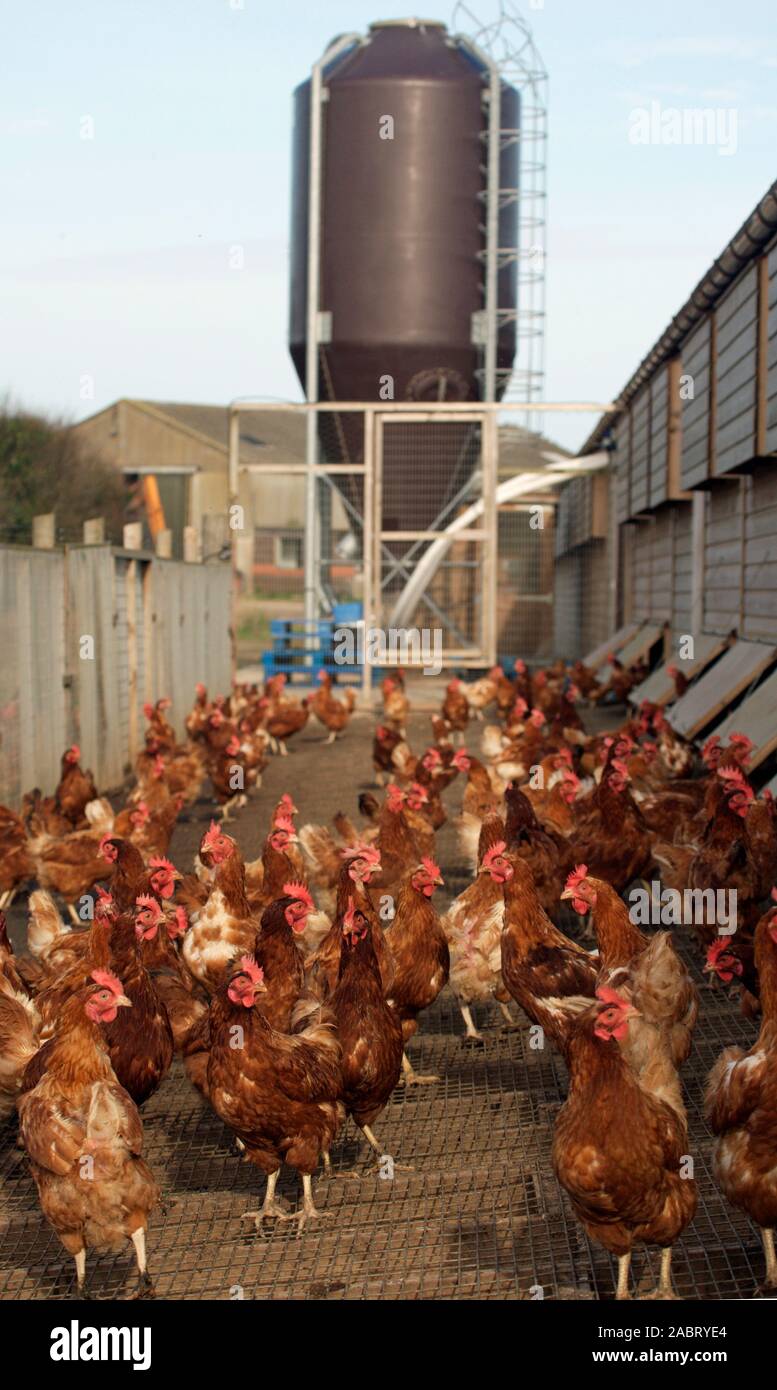 COLUMBIAN BAR-TAILED free range chickens. Domestic variety of egg ...