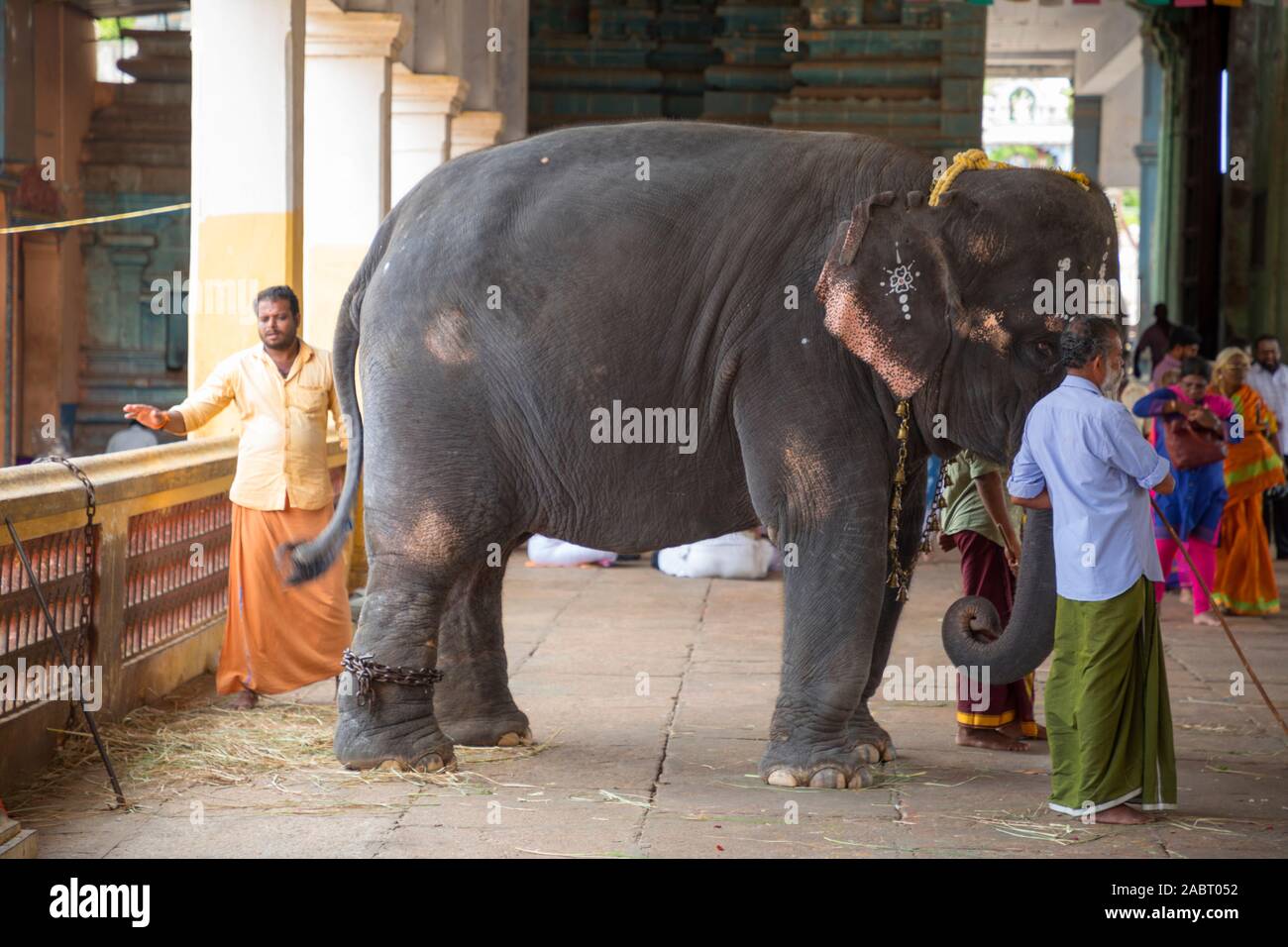 Elephant In Front Of Indian Temple, India Stock Photo - Alamy