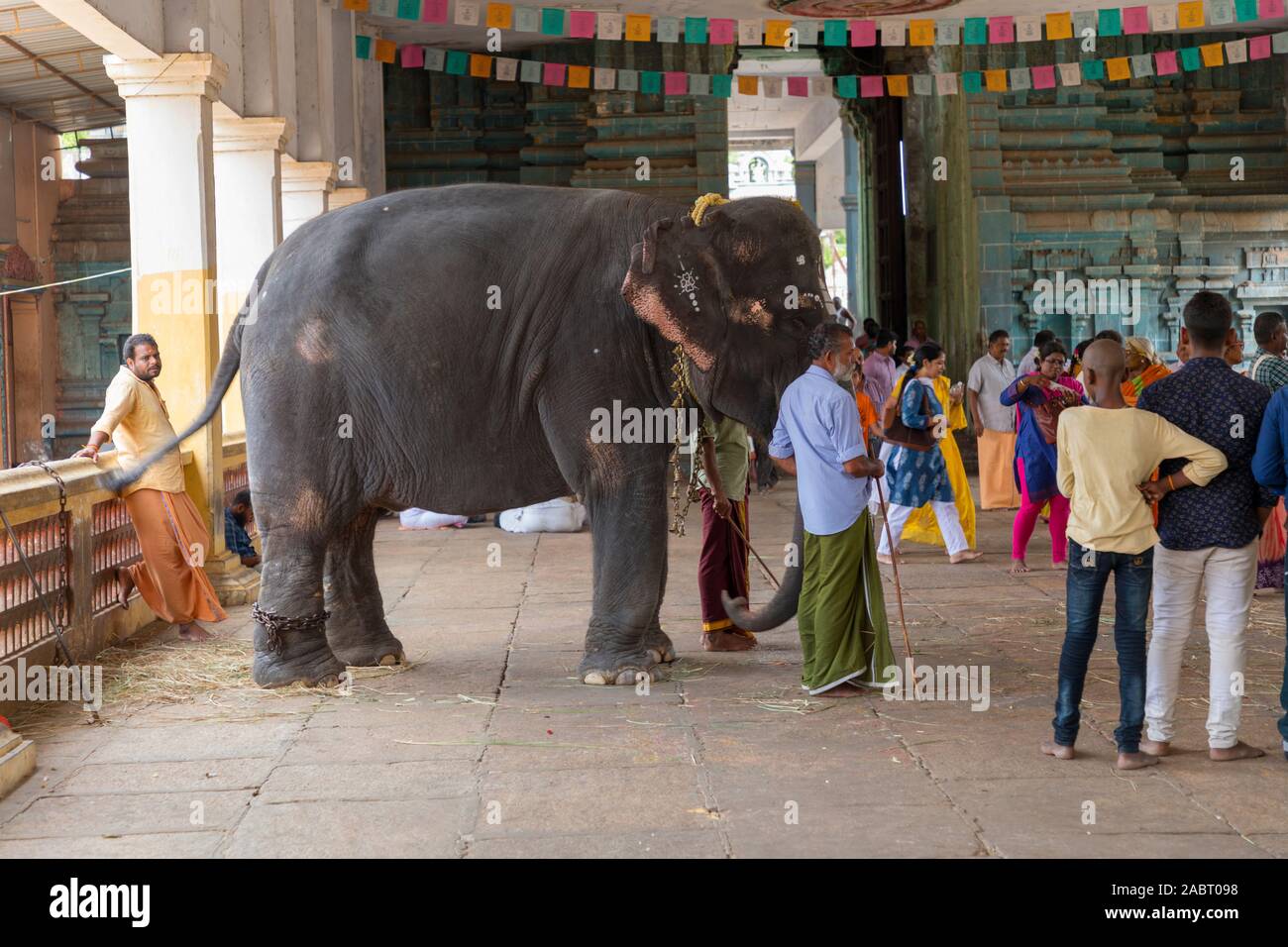 Elephant In Front Of Indian Temple, India Stock Photo - Alamy