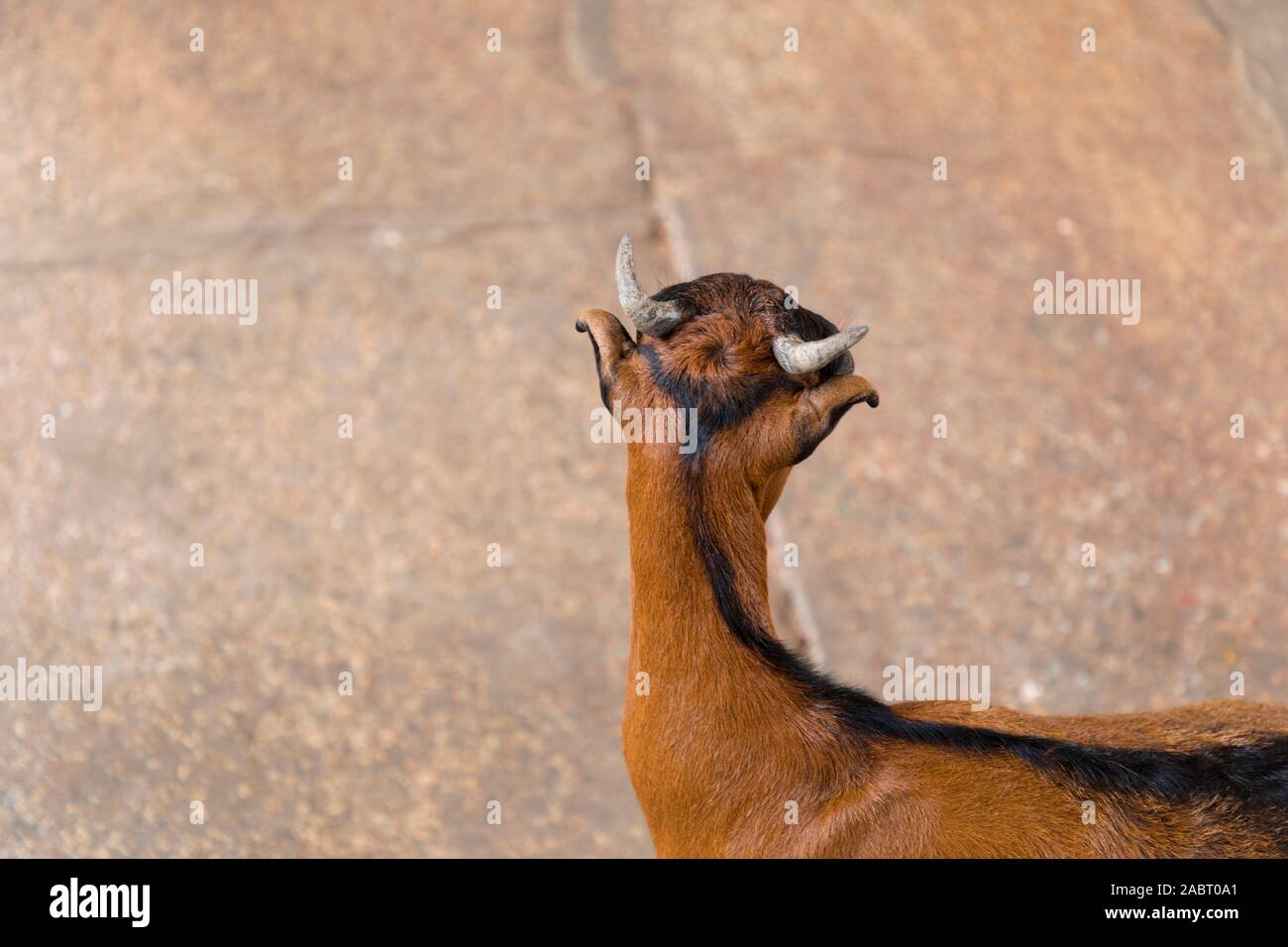 Indian goat looking outside back view Stock Photo - Alamy