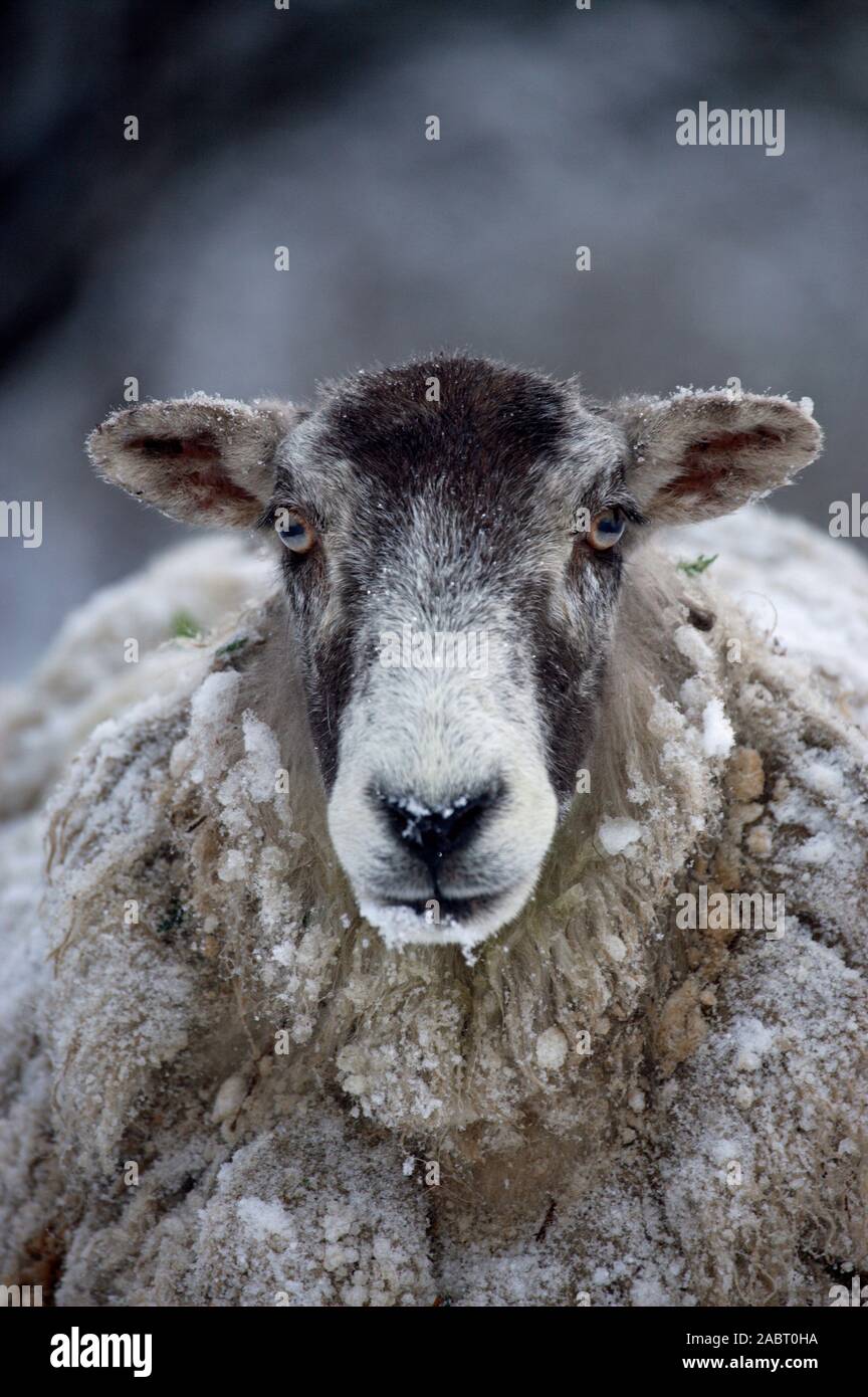 DOMESTIC SHEEP Suffolk cross 'mule' ewe portrait, partially covered in ...