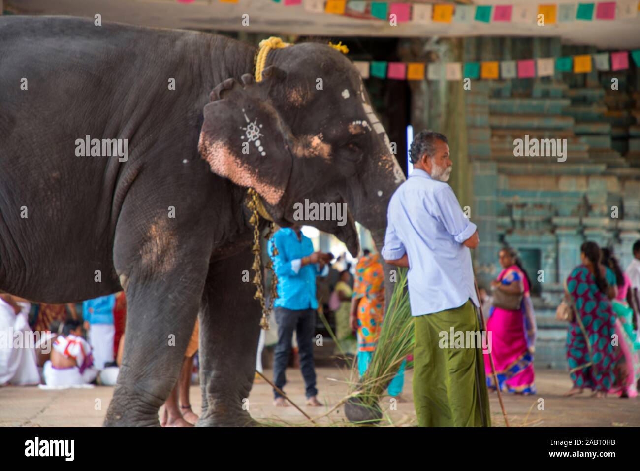 Elephant In Front Of Indian Temple, India Stock Photo - Alamy