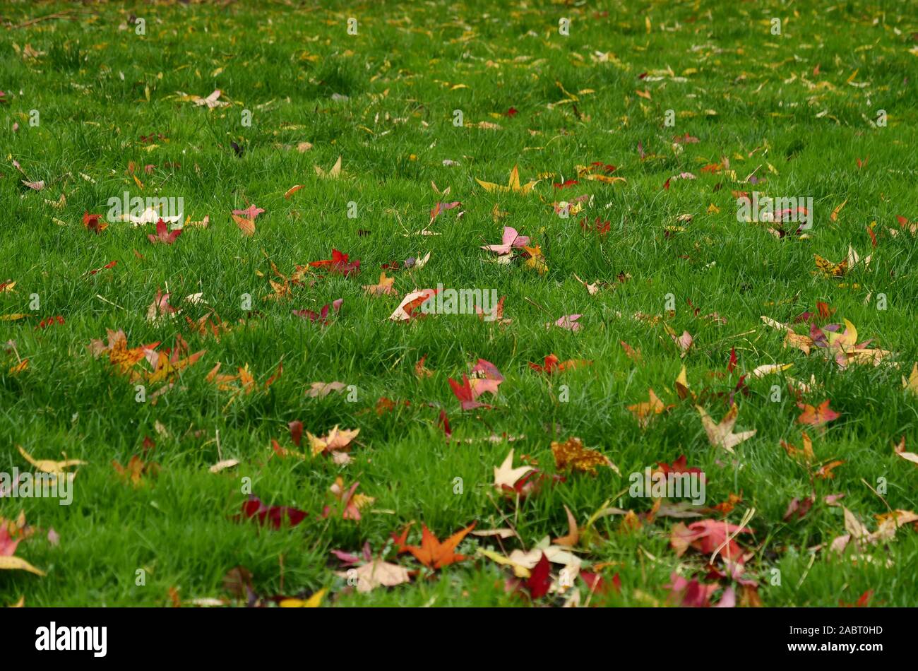 Long grass texture hi-res stock photography and images - Alamy