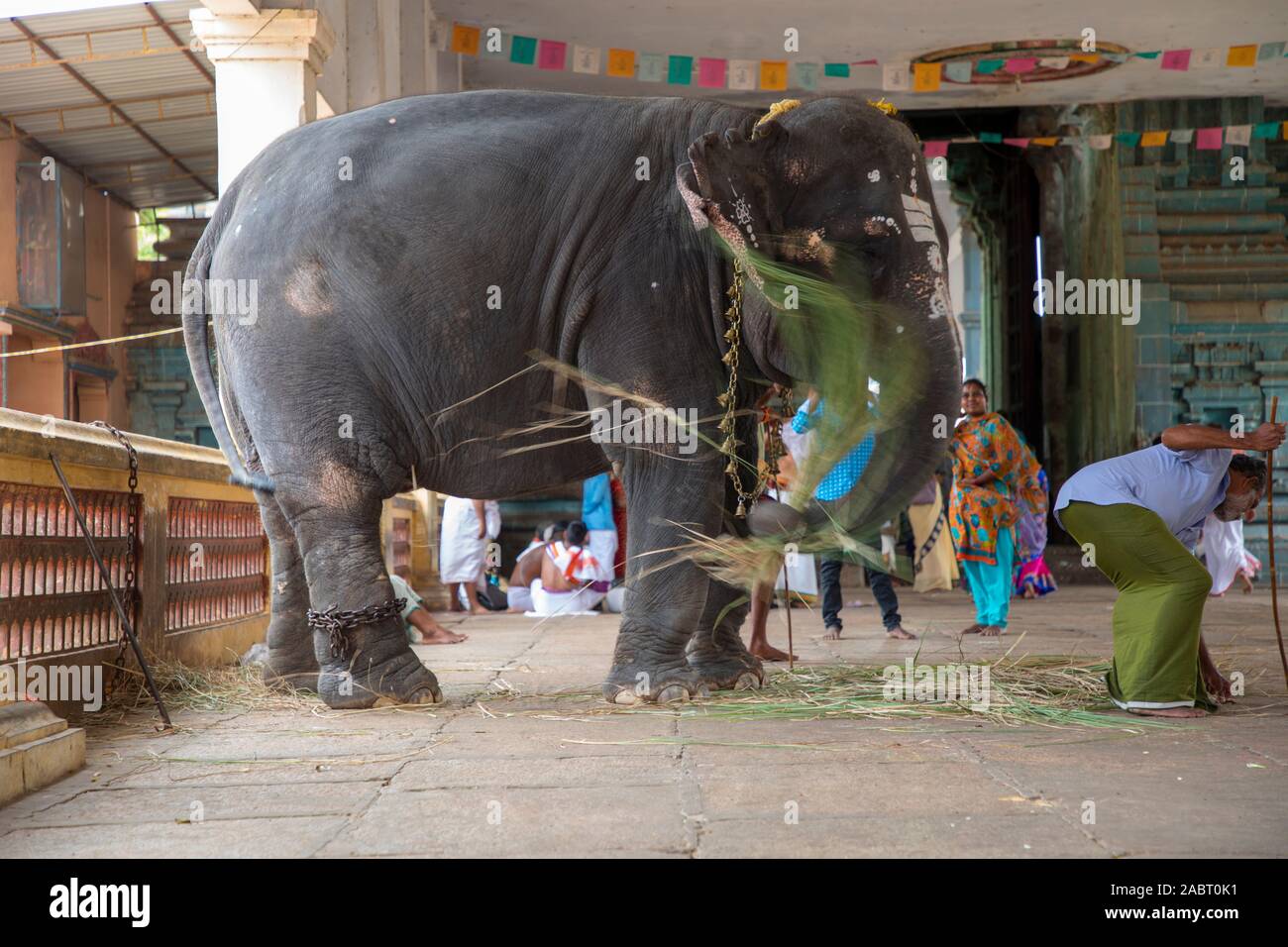 Elephant In Front Of Indian Temple, India Stock Photo - Alamy