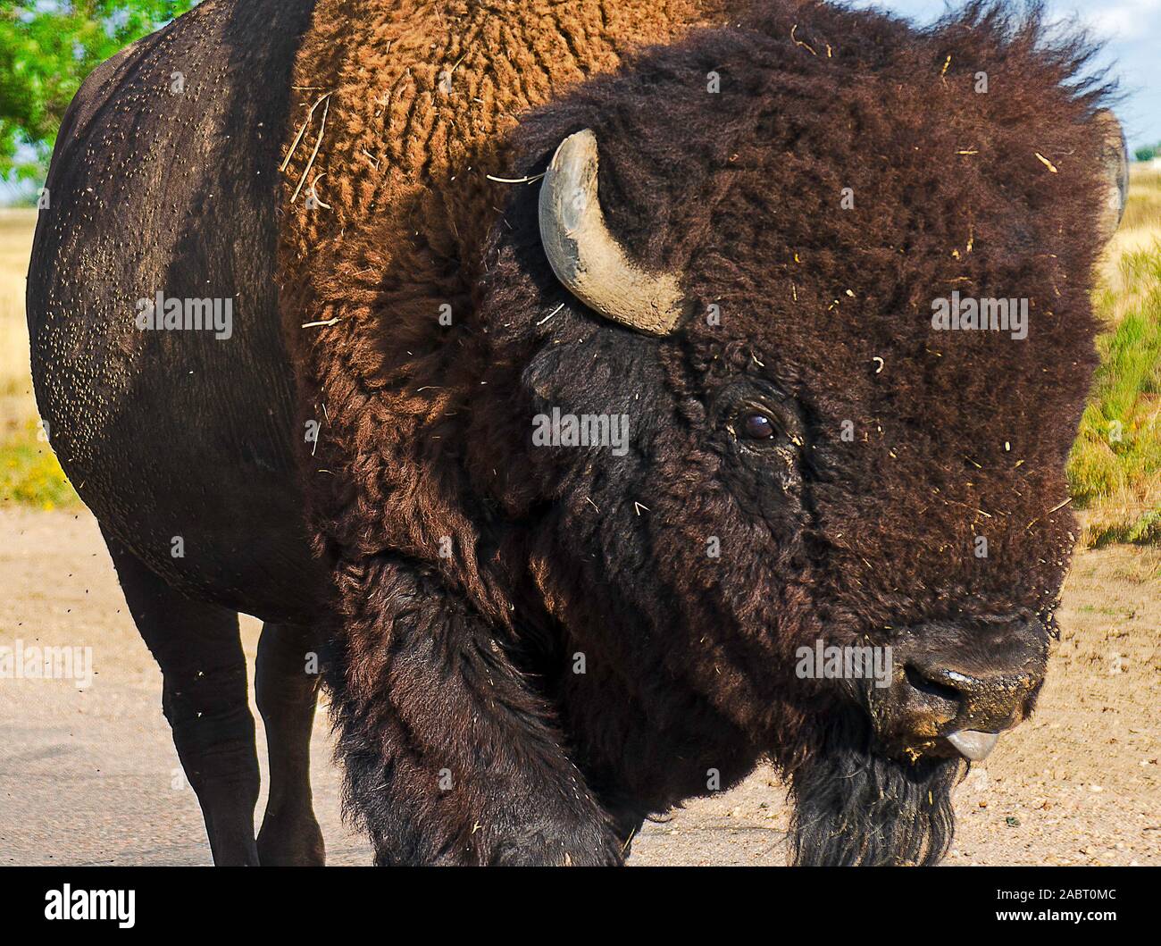 American Bison Photographed in Colorado Stock Photo - Alamy