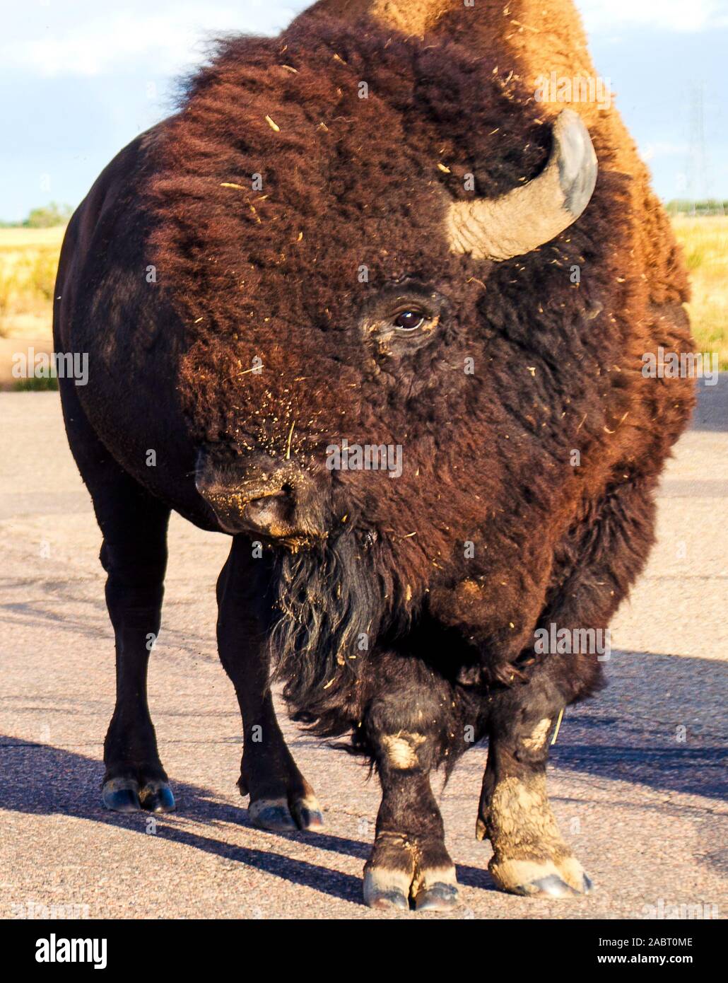 American Bison Photographed in Colorado Stock Photo - Alamy