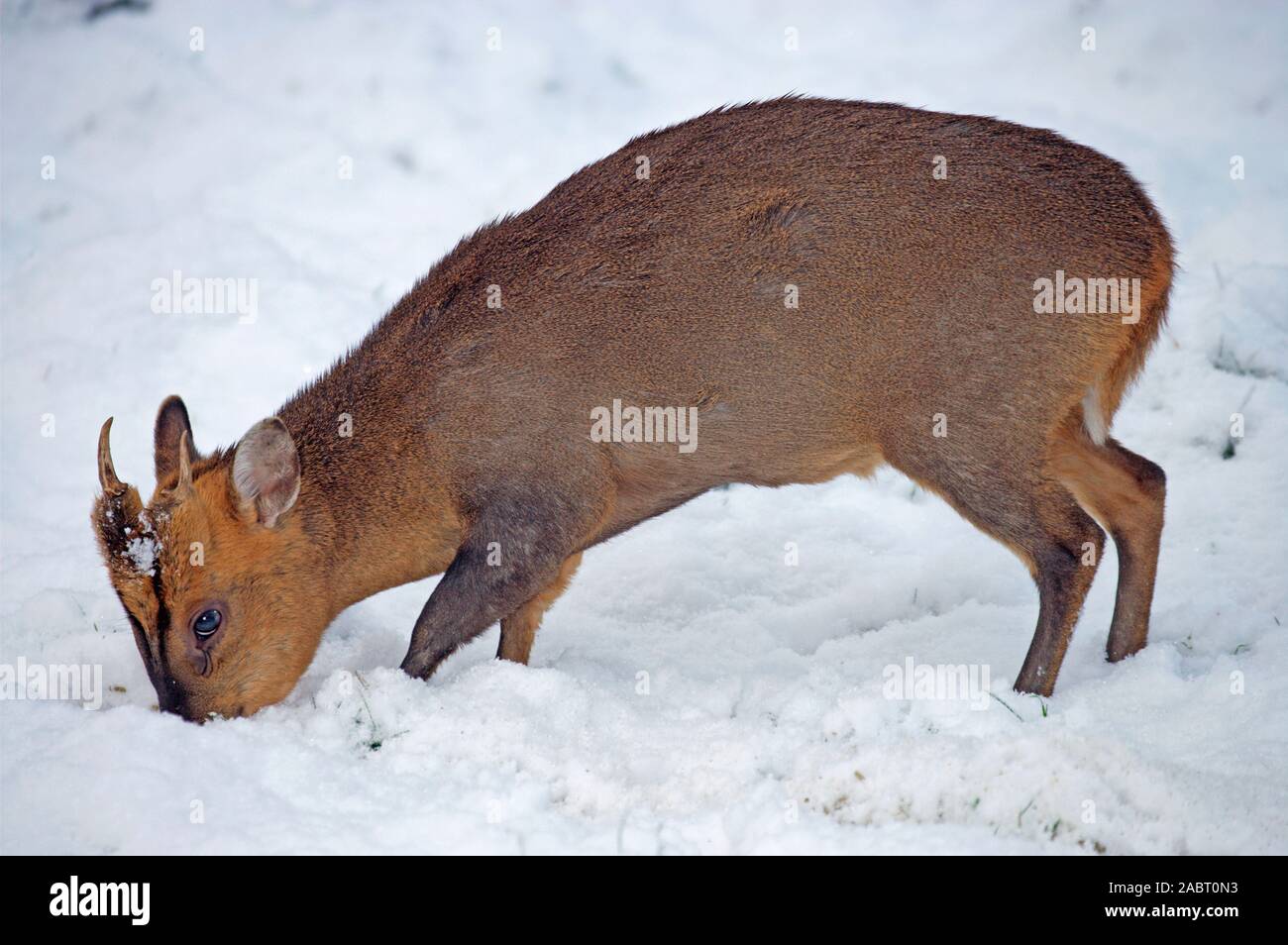 Muntjac searching for food hi-res stock photography and images - Alamy