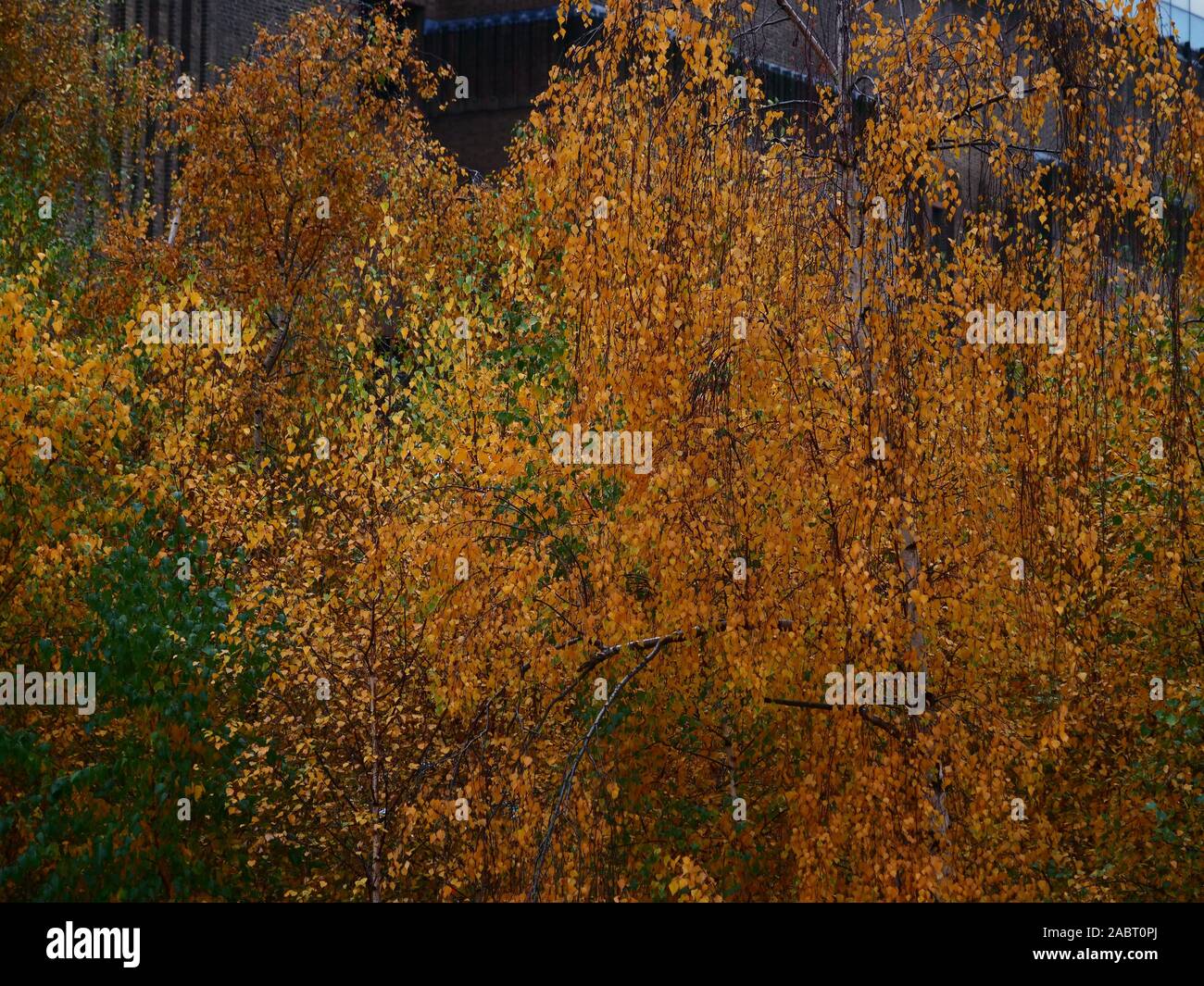 London tate modern birches hi-res stock photography and images - Alamy