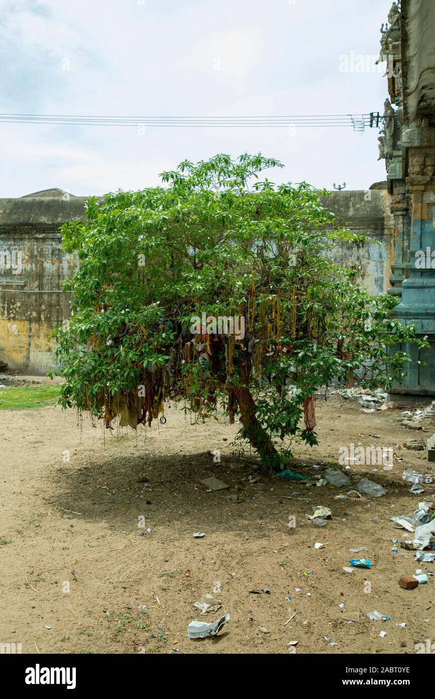 Banyan tree worship south india hi-res stock photography and images - Alamy