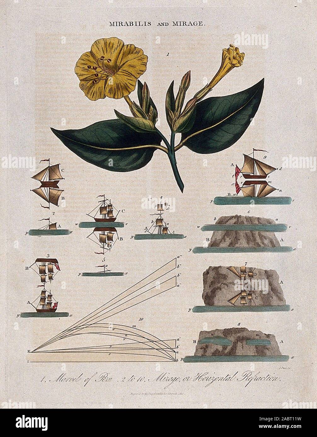 Mirabilis j hi-res stock photography and images - Alamy