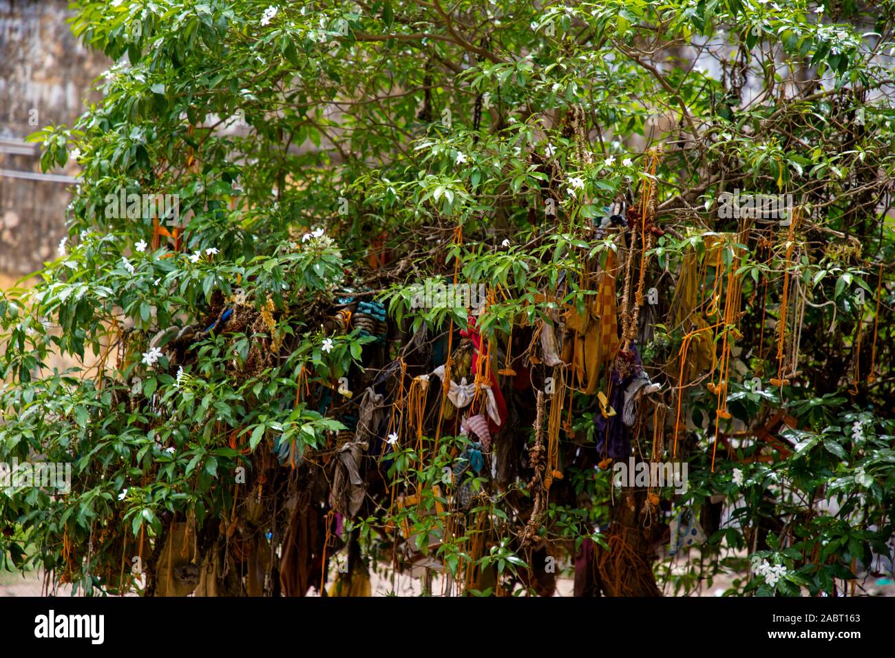 Hindu Sacred Tree High Resolution Stock Photography and Images - Alamy