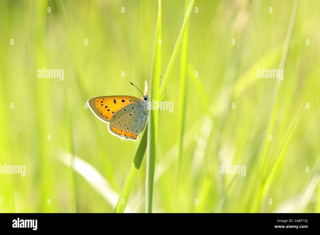 Closeup of a butterfly in spring meadow Stock Photo - Alamy