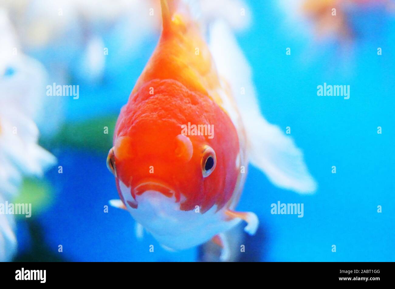 Goldfish in the aquarium Stock Photo - Alamy