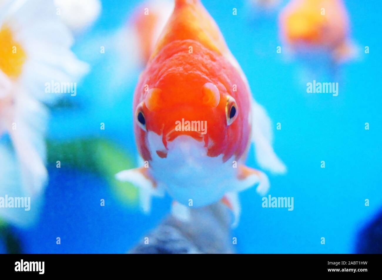 Goldfish in the aquarium Stock Photo - Alamy