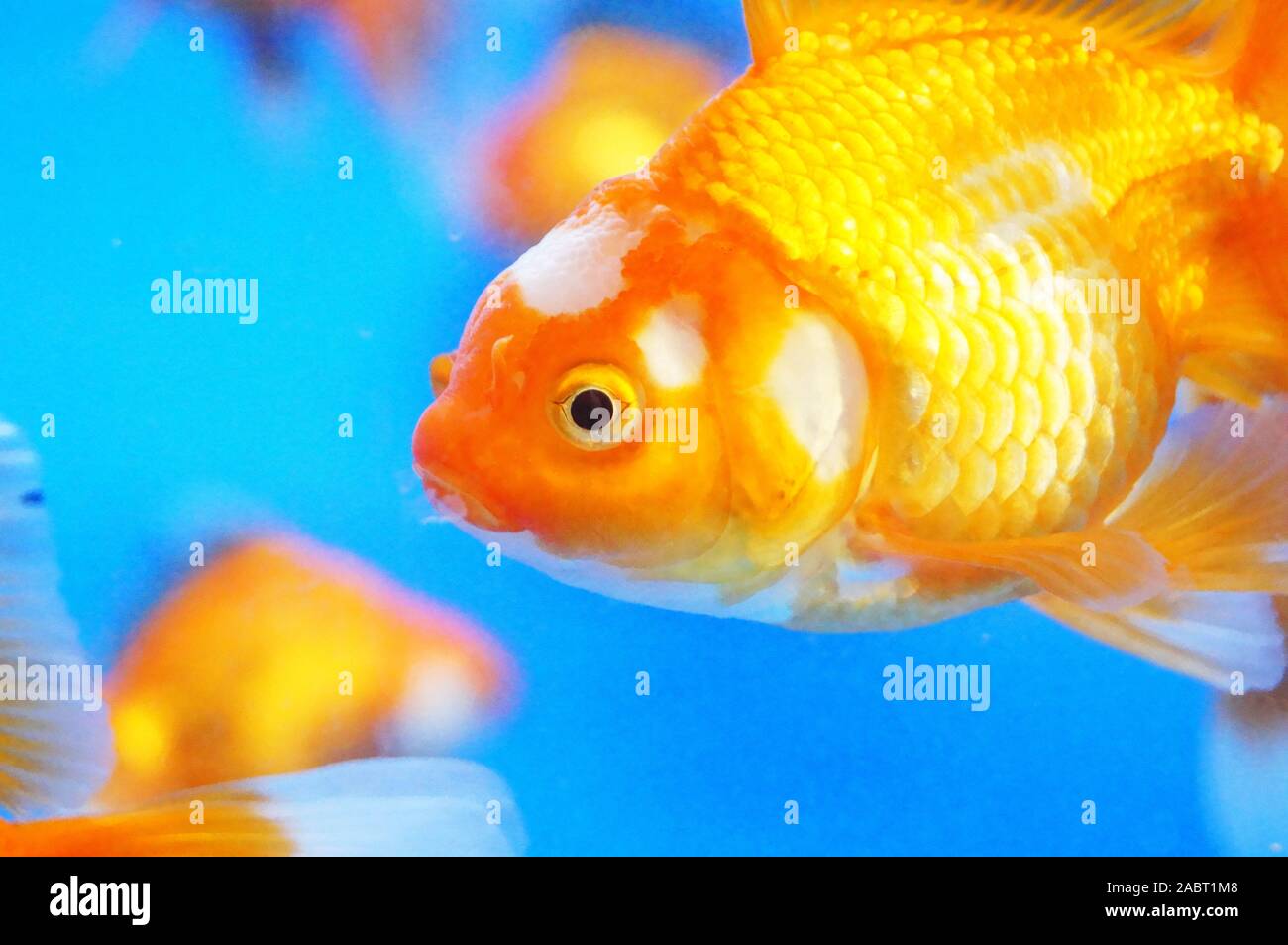 Goldfish in the aquarium Stock Photo - Alamy