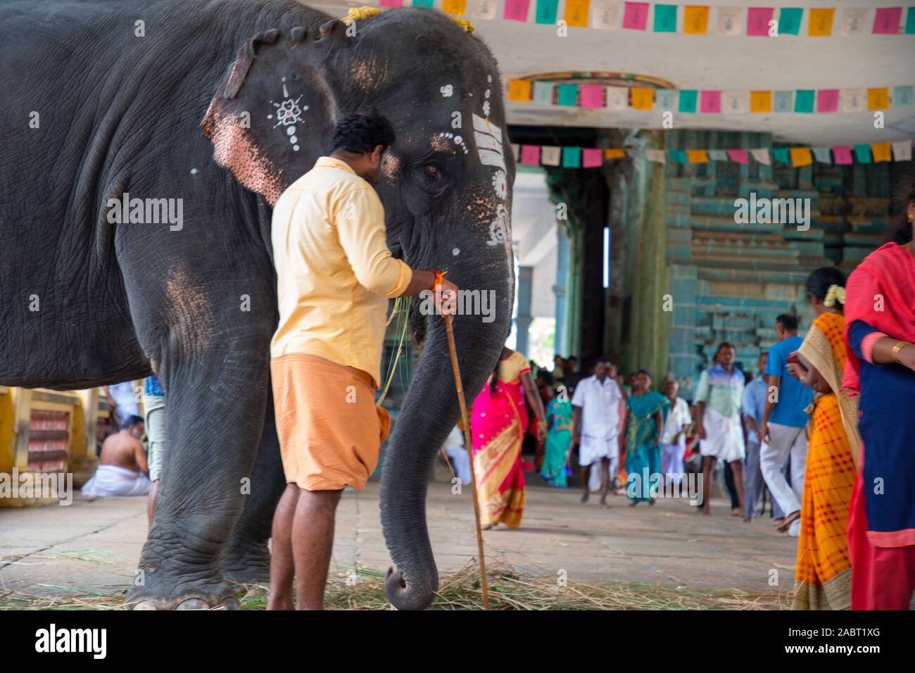 Closeup Elephant at Hindu temple, India Stock Photo - Alamy