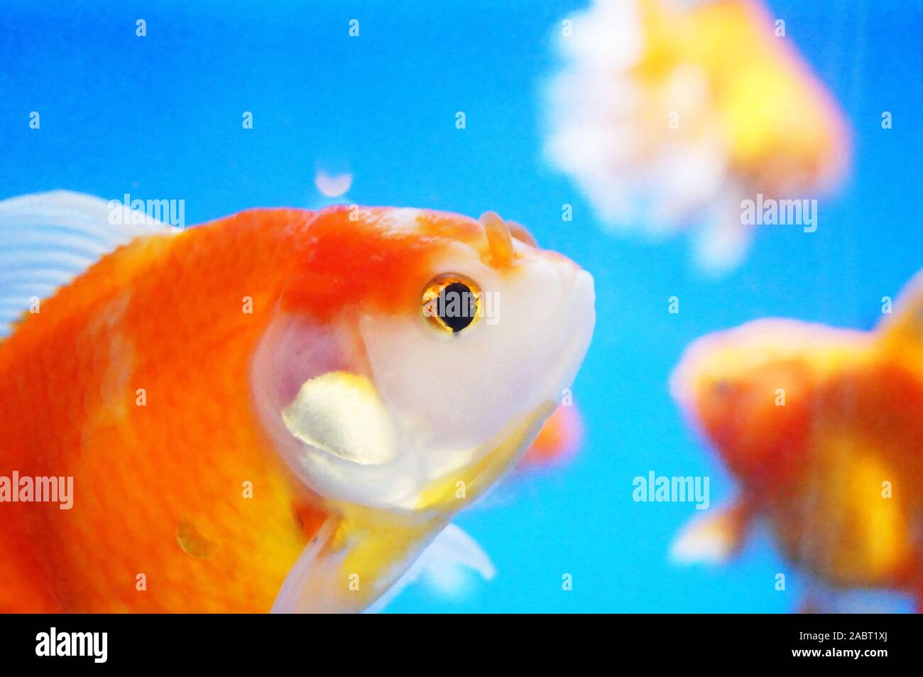 Goldfish in the aquarium Stock Photo - Alamy