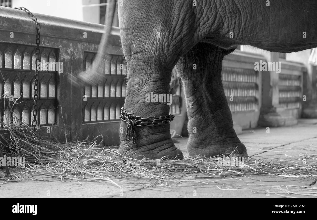 elephant's foot is built with a metal chain in the inner temple shrine ...