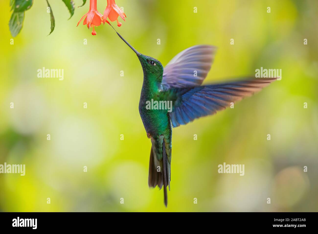 Great Sapphirewing - Pterophanes cyanopterus, beautiful large ...