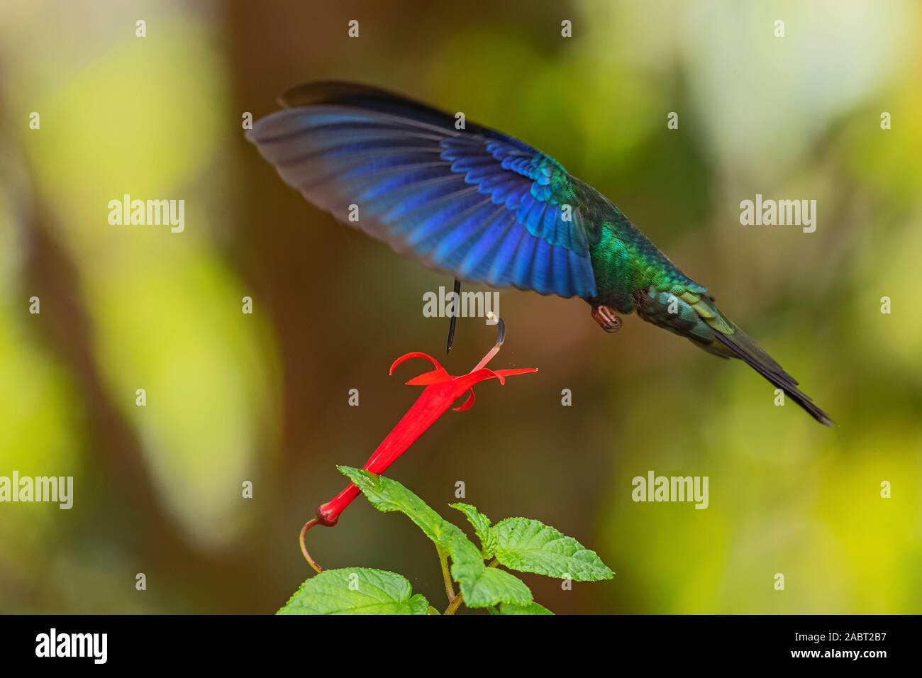 Great Sapphirewing - Pterophanes cyanopterus, beautiful large ...