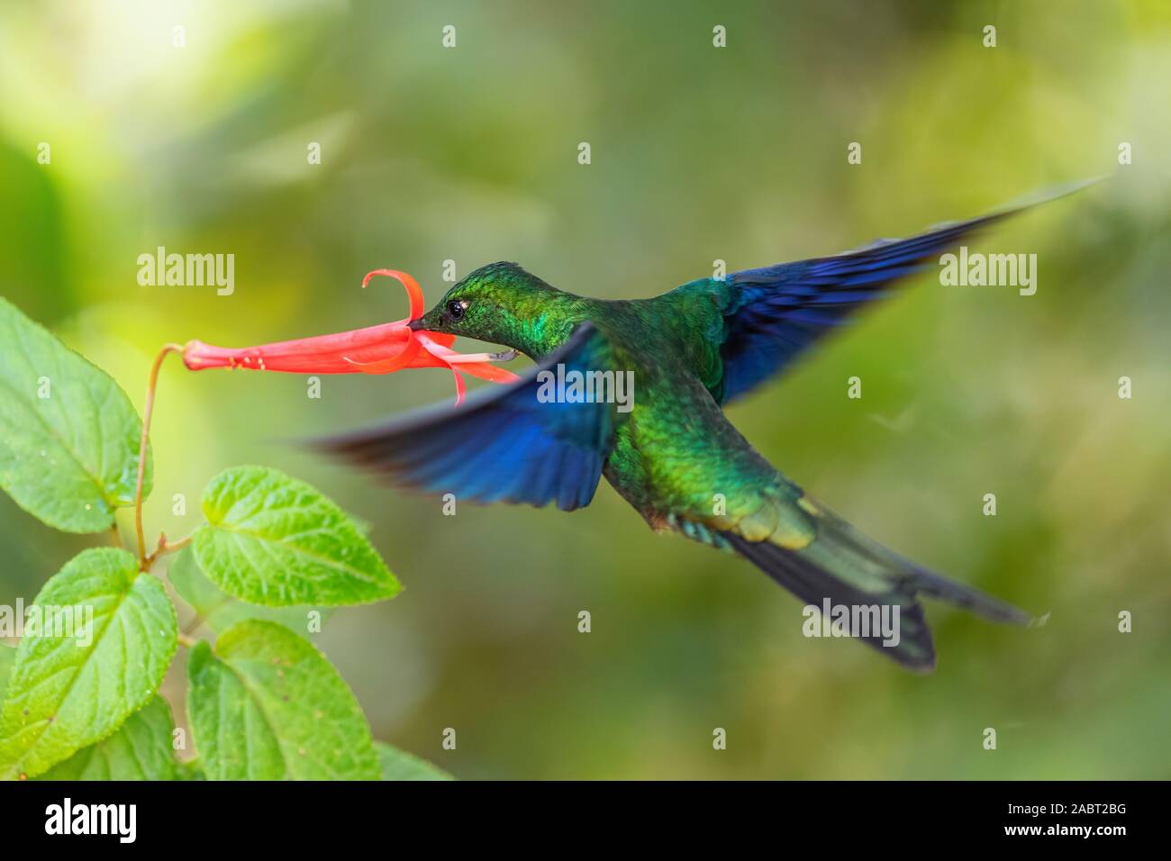 Great Sapphirewing - Pterophanes cyanopterus, beautiful large ...