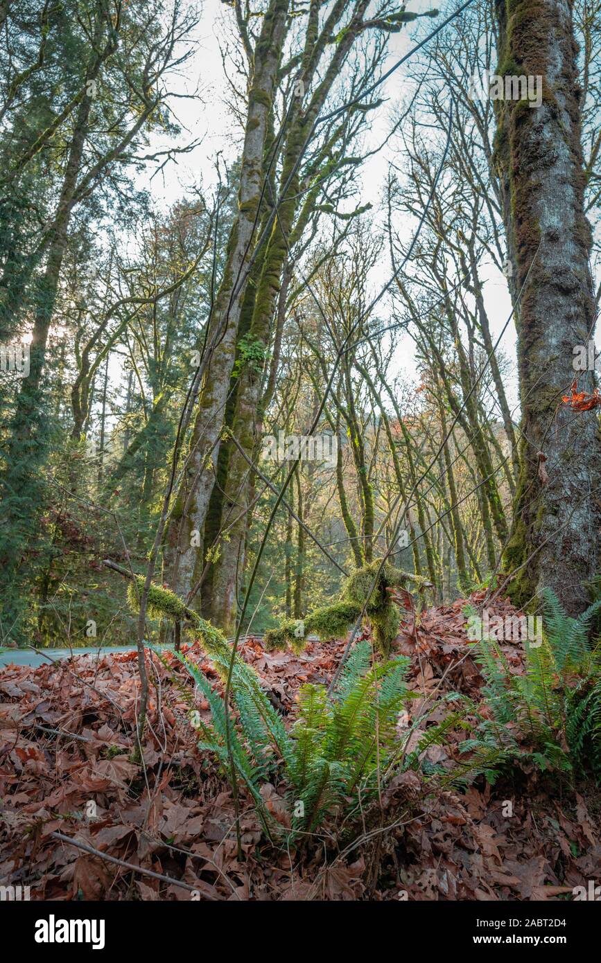 A vertical low angle shot of an autumn forest with high rise trees and ...